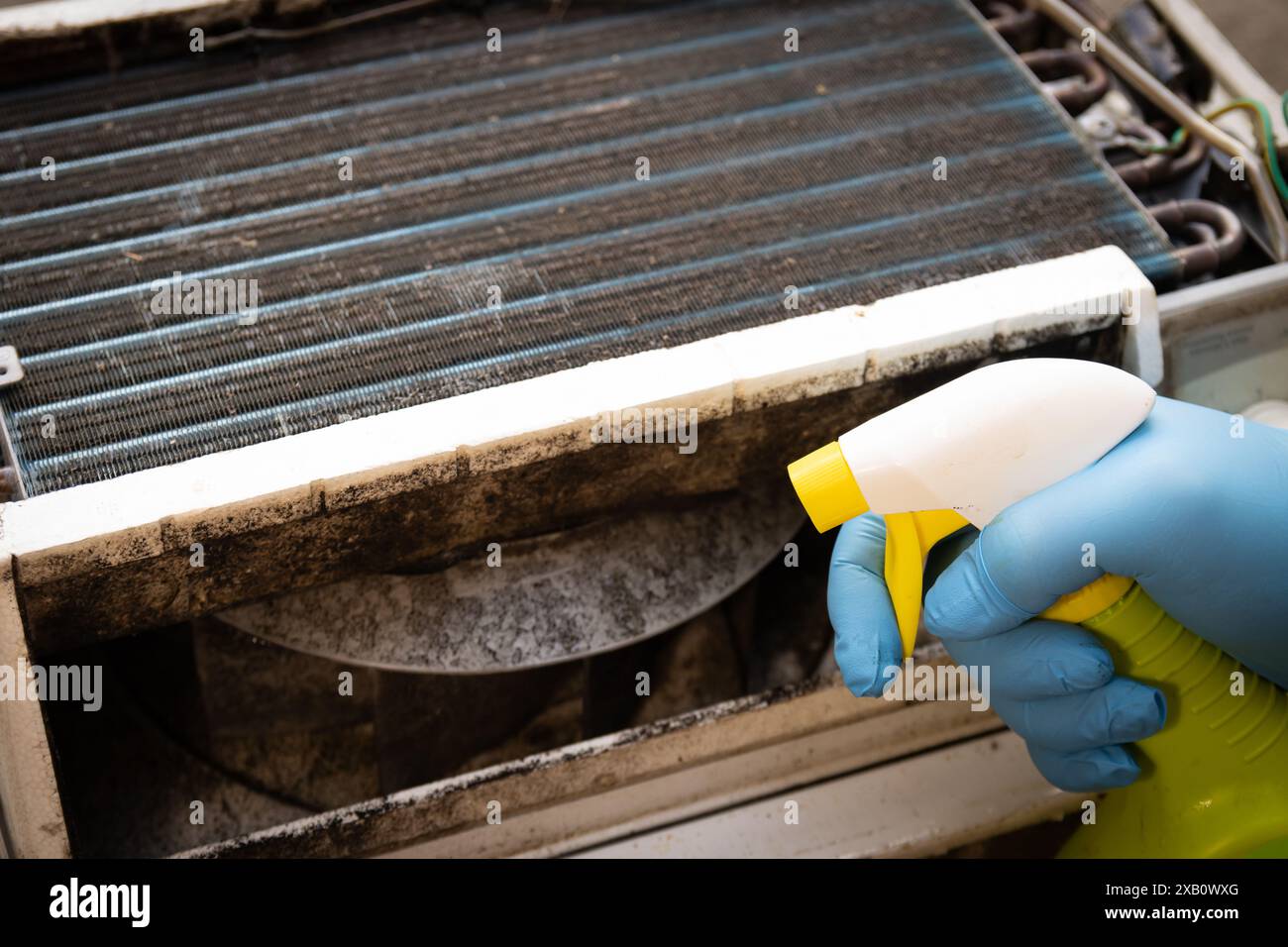 Latex gloved hand applying spray to kill black mold and clean window ...