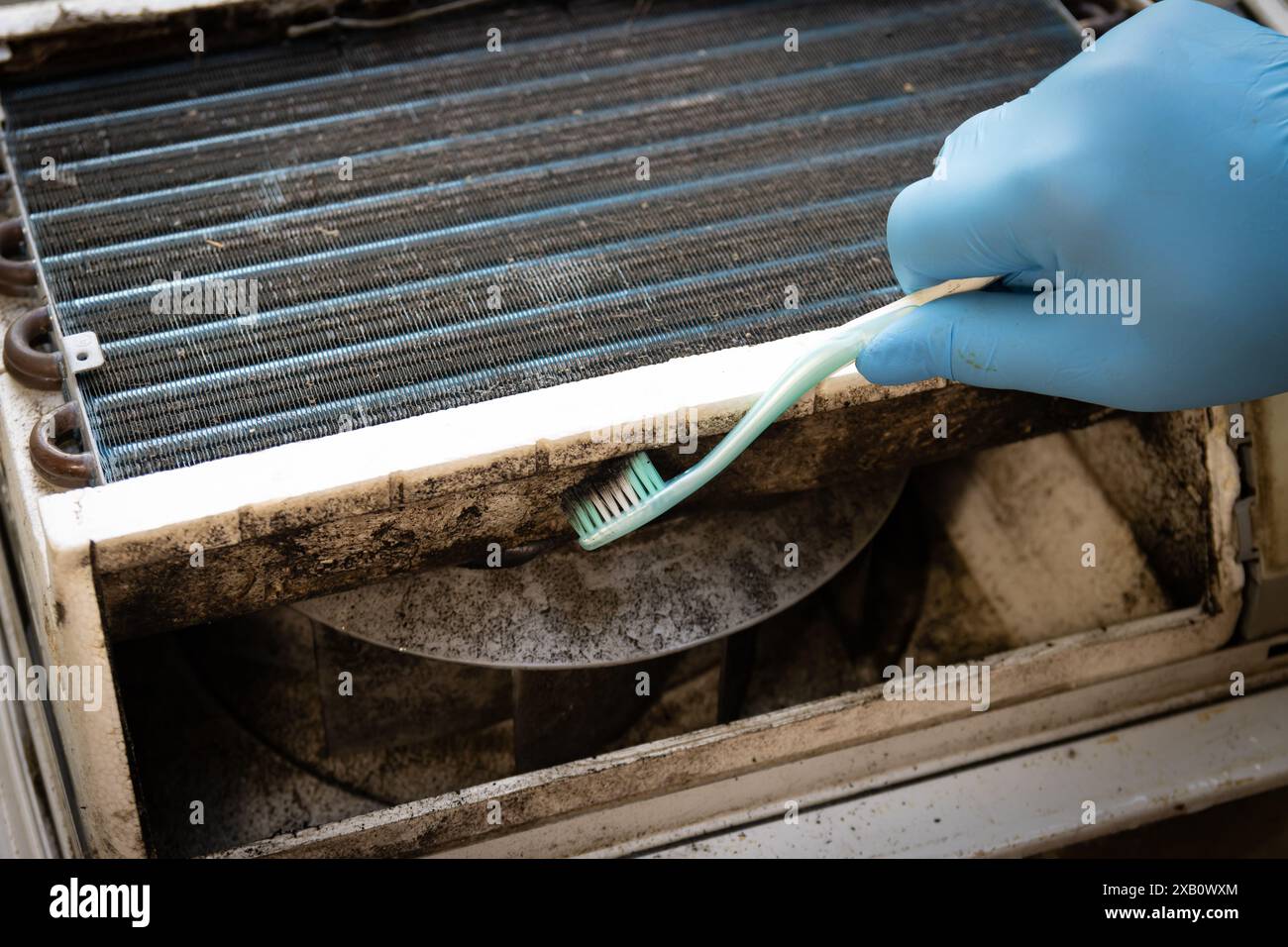 Latex gloved hand scrubs and cleans black mold from window air ...