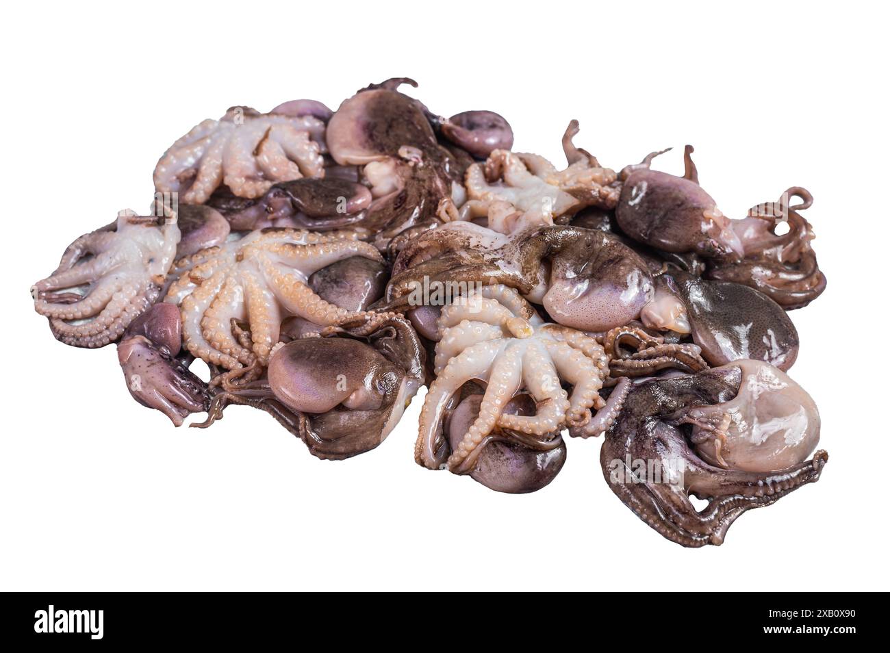 Bunch of raw young baby octopus on kitchen table. Isolated on white ...