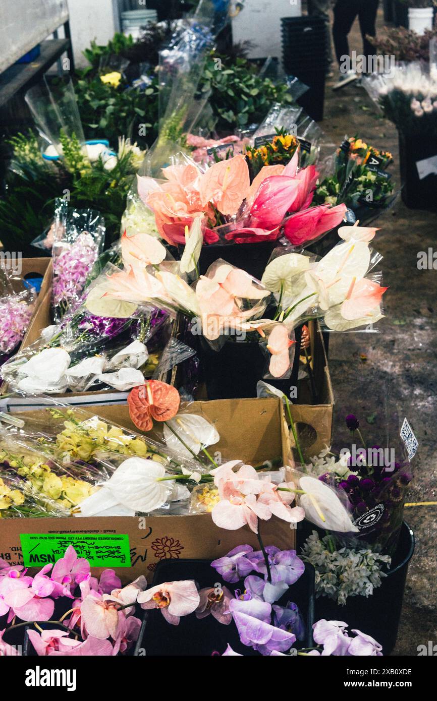 Flemington Markets Sydney Stock Photo - Alamy