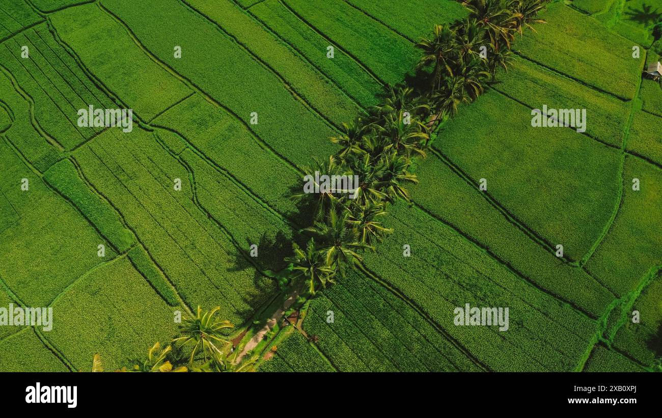 Golden rice paddy field swaying hi-res stock photography and images - Alamy