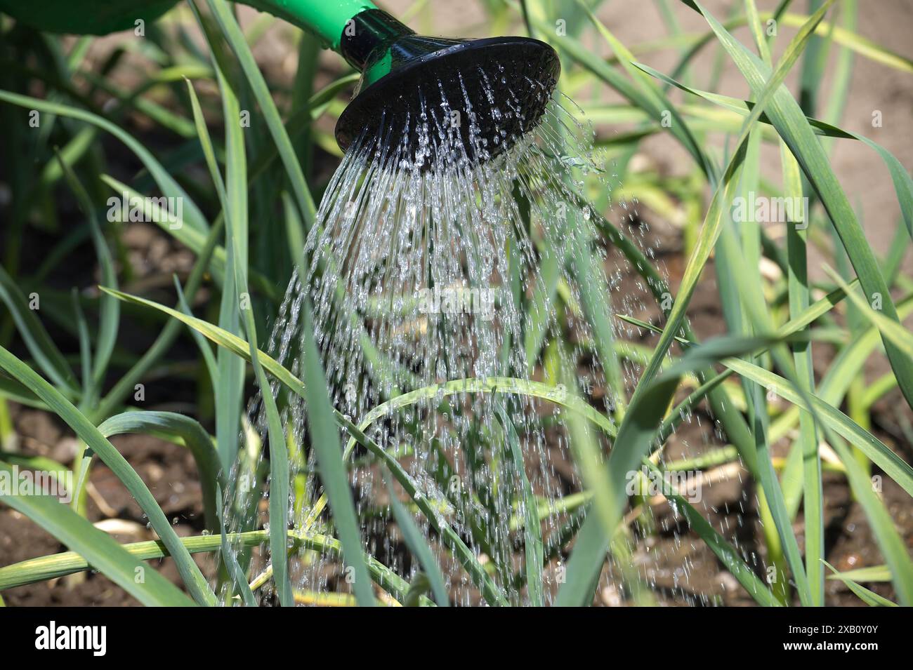 Watering can is pouring water onto a sprouting garlic leaves, sense of ...