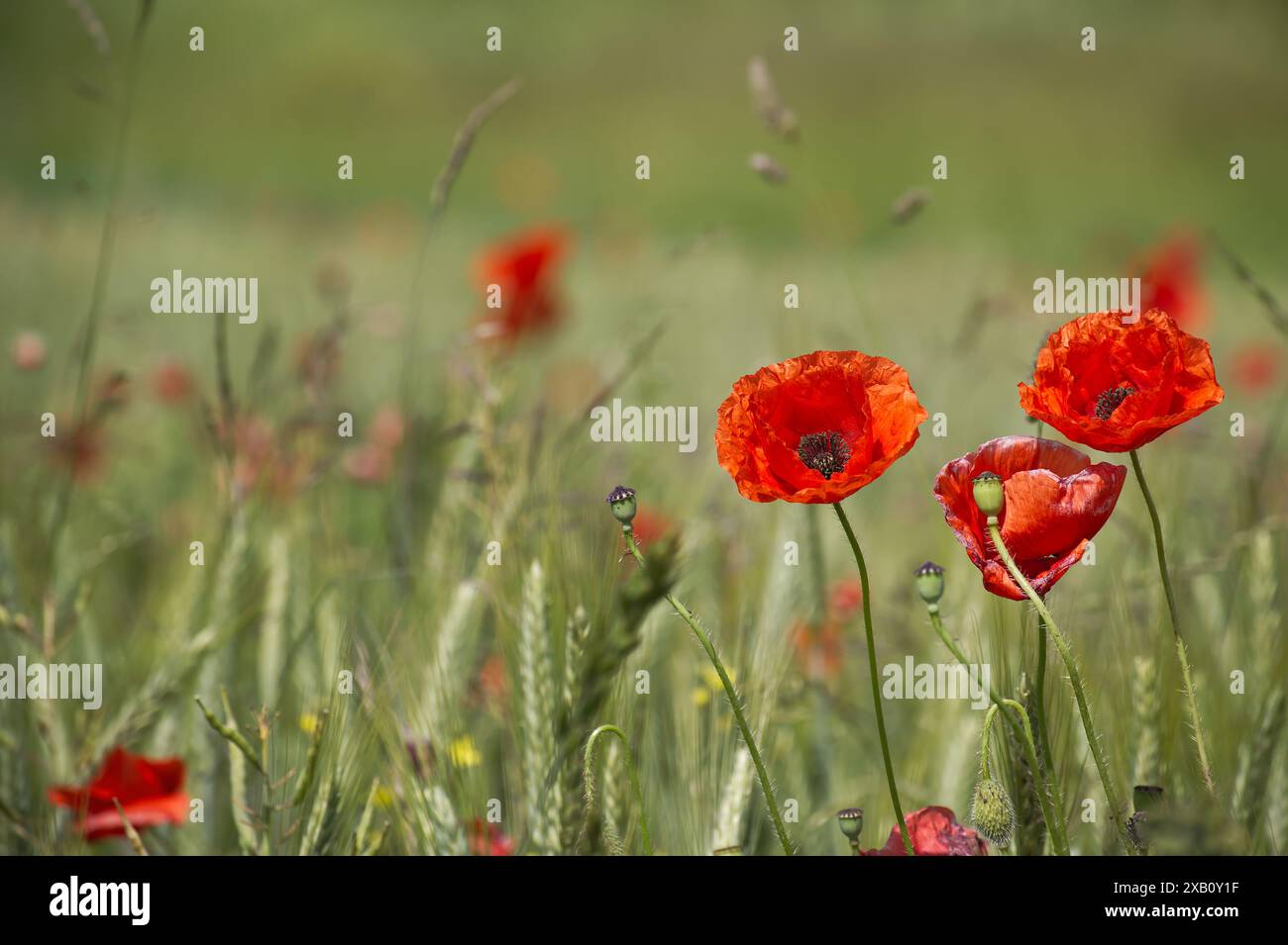 Red poppy flower standing out among green wheat stalks in a field ...
