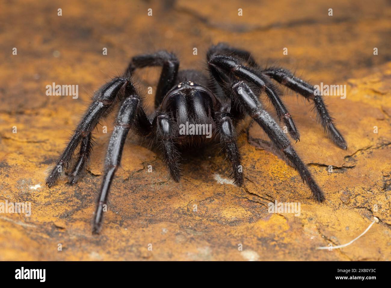 Sydney funnel spider hi-res stock photography and images - Alamy