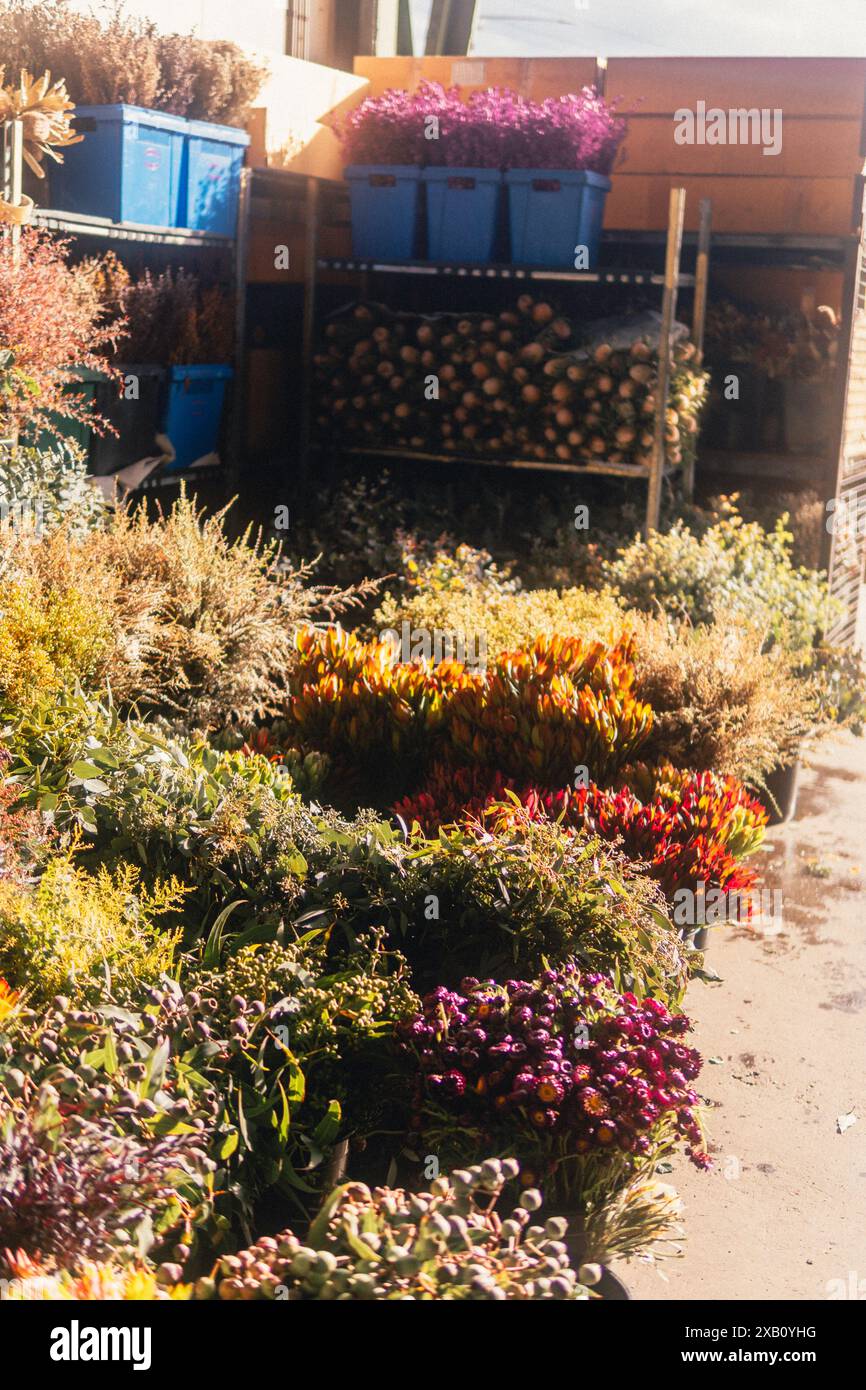 Flemington Markets Sydney Stock Photo - Alamy