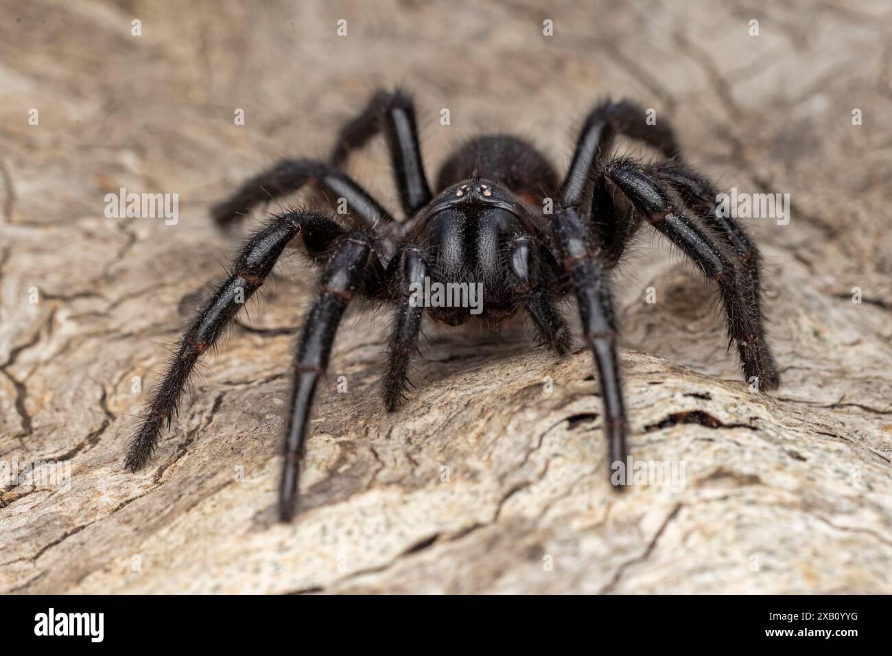 Close up of a Sydney Funnel-web Spider Stock Photo - Alamy