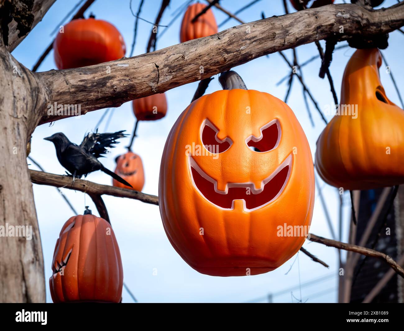 Halloween Jack o Lantern Pumpkin with scary smile face hanging on the ...