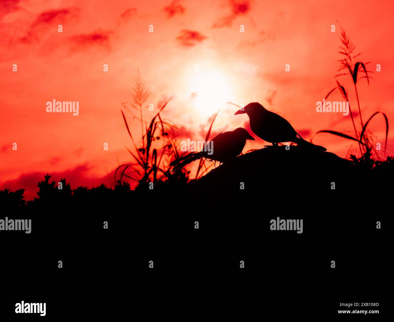 Silhouette of two black crows in the meadow field on scary red sunset ...