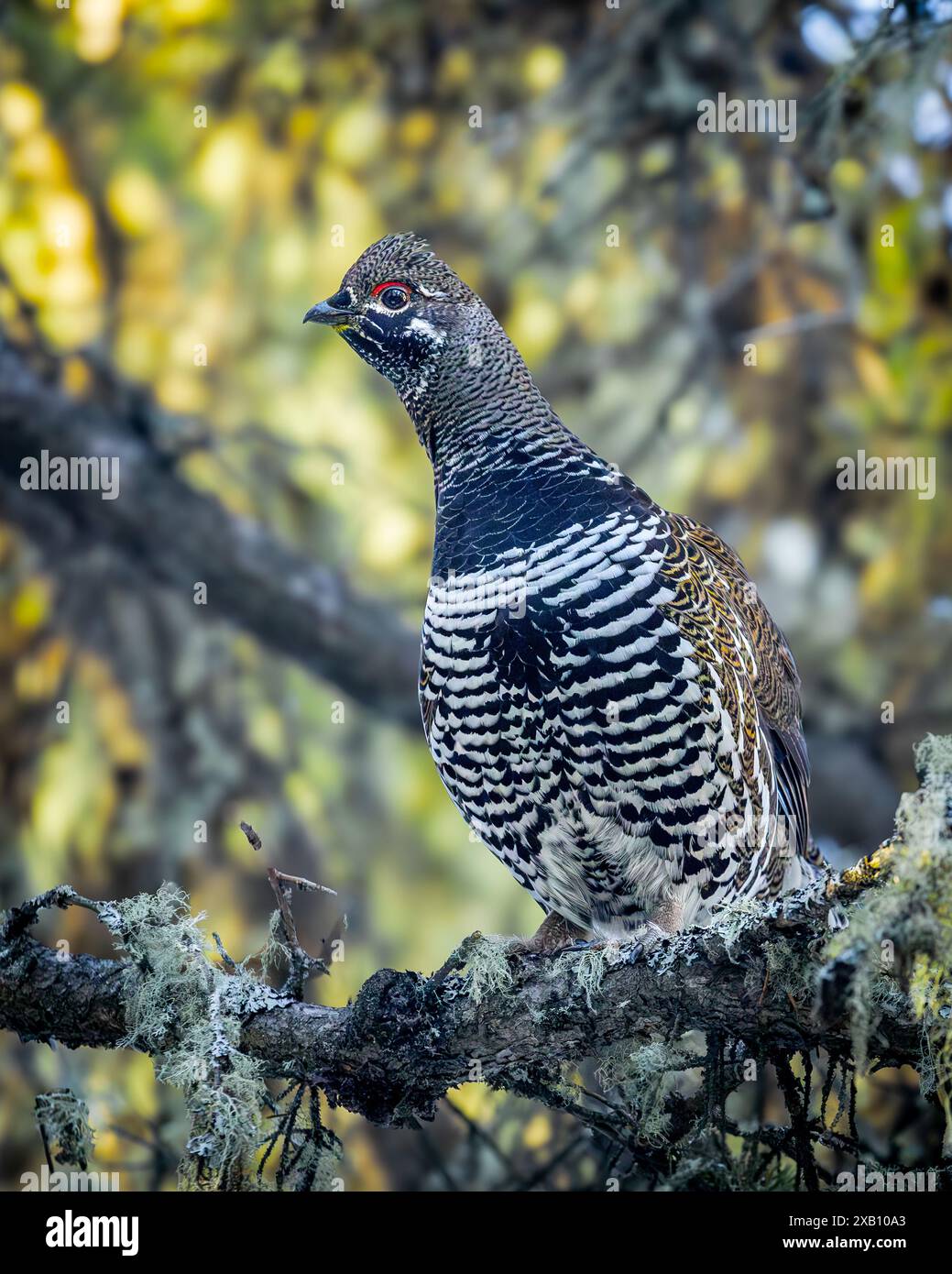 A Spruce Grouse, also known as Canada Grouse, perching in the Boreal ...