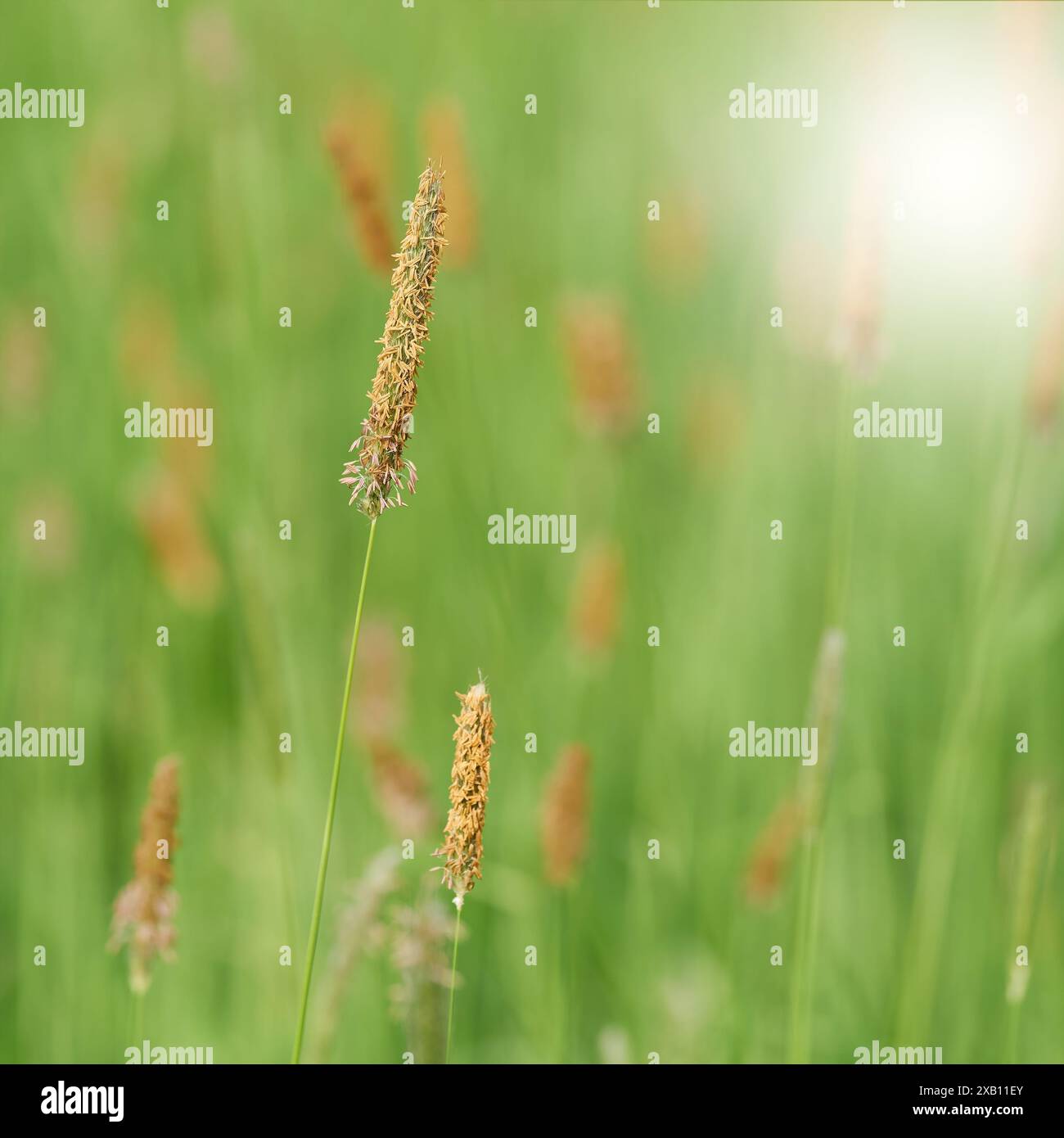 Flowering grasses, Meadow foxtail, Alopecurus pratensis, on a green ...