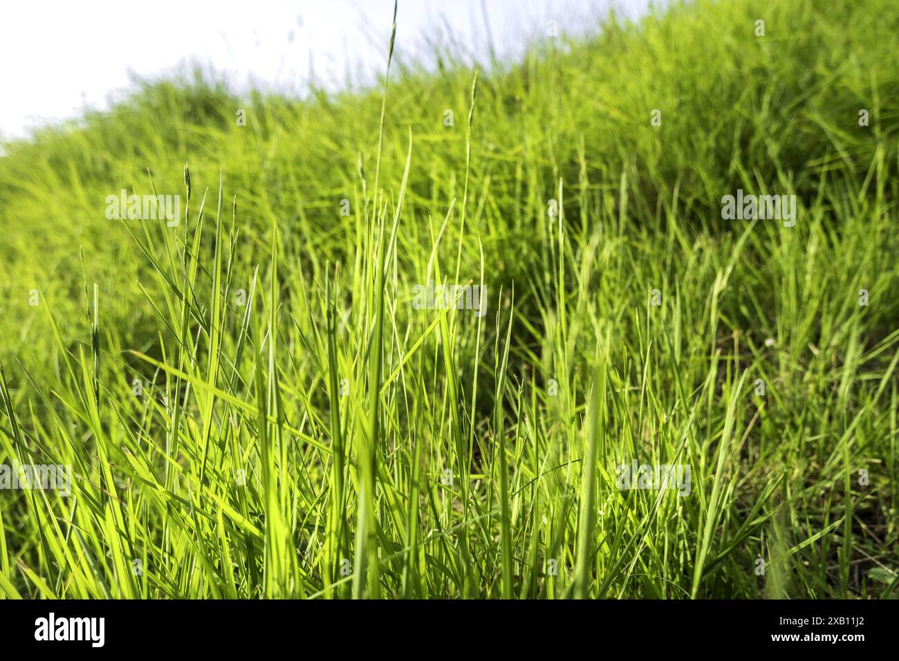 Detail of green grass in a forest in nature Stock Photo - Alamy