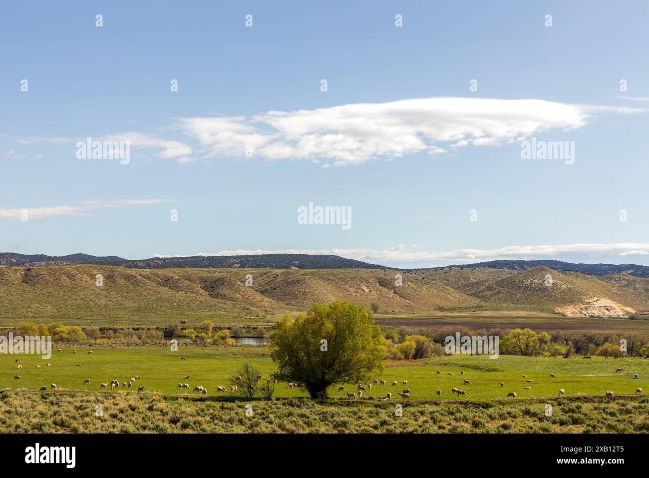 Scenic view of the sheep pasture in northern Colorado Stock Photo - Alamy