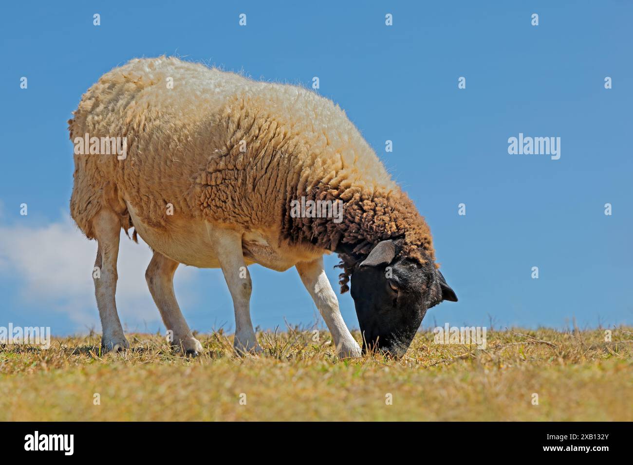 A free-range dorper sheep grazing in native grassland on a rural South ...