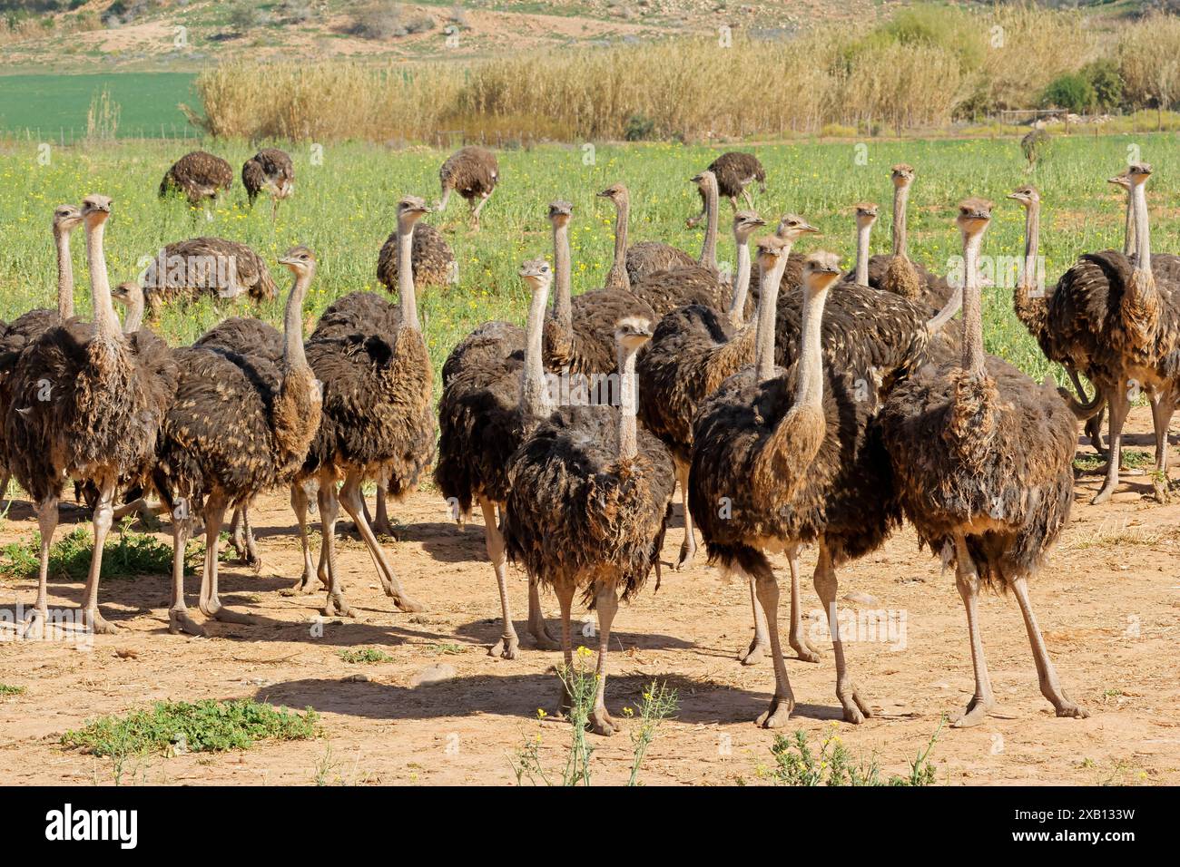 Ostriches (Struthio camelus) on an ostrich farm, Karoo region, Western ...