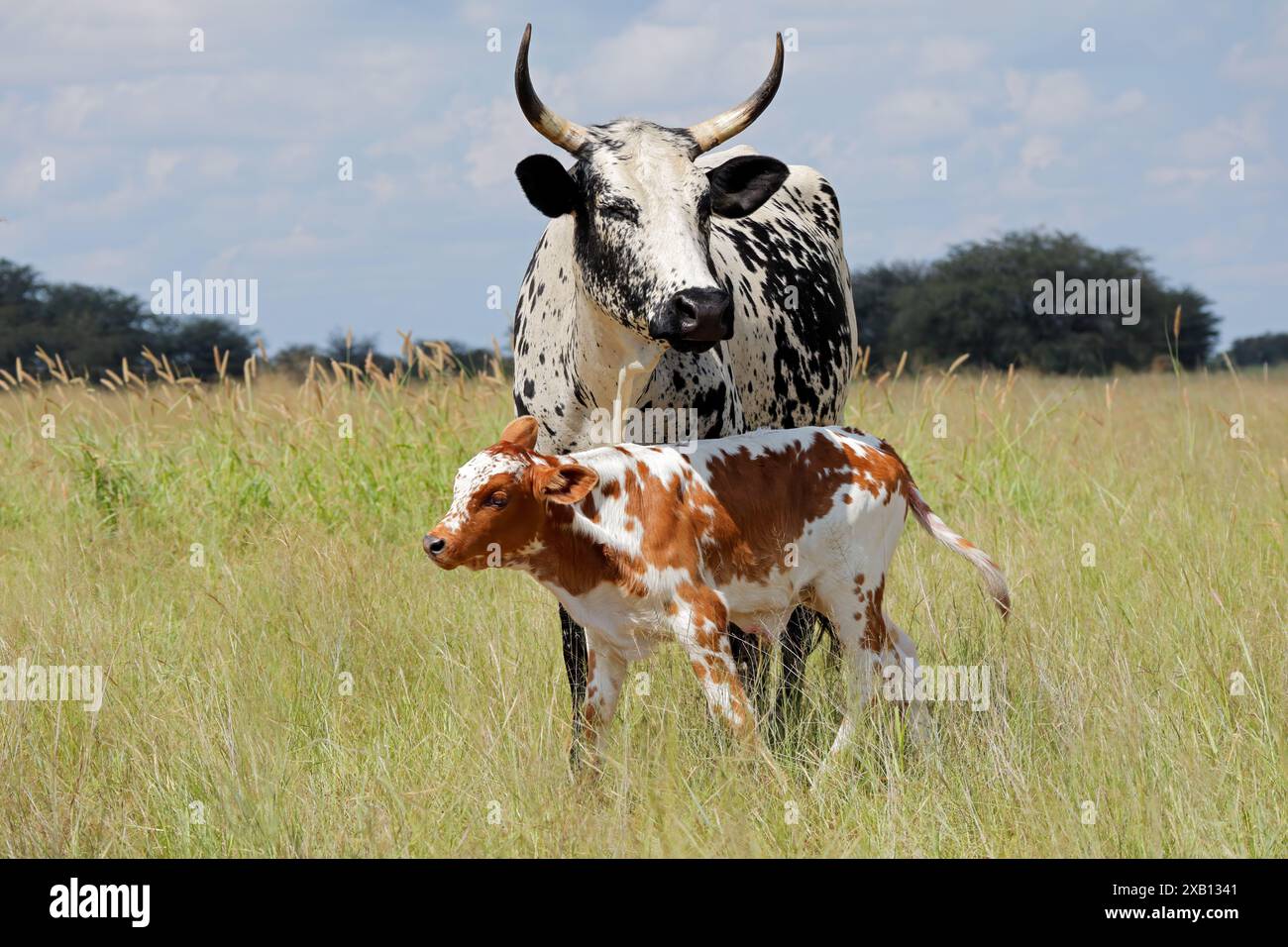 A nguni cow - indigenous cattle breed of South Africa - with a small ...