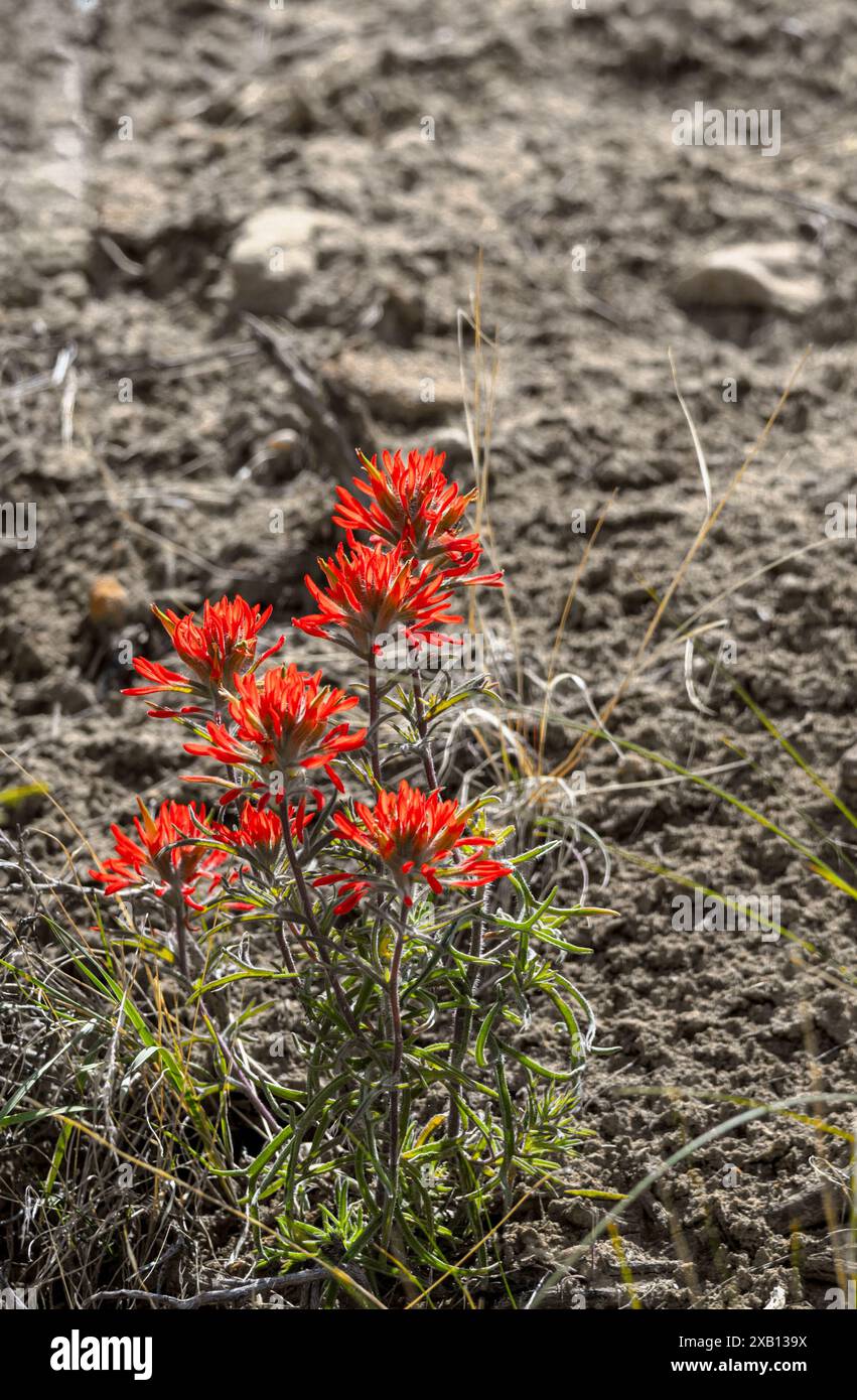 Desert Paintbrush (Castilleja angustifolia) Growing in the Desert Soil ...
