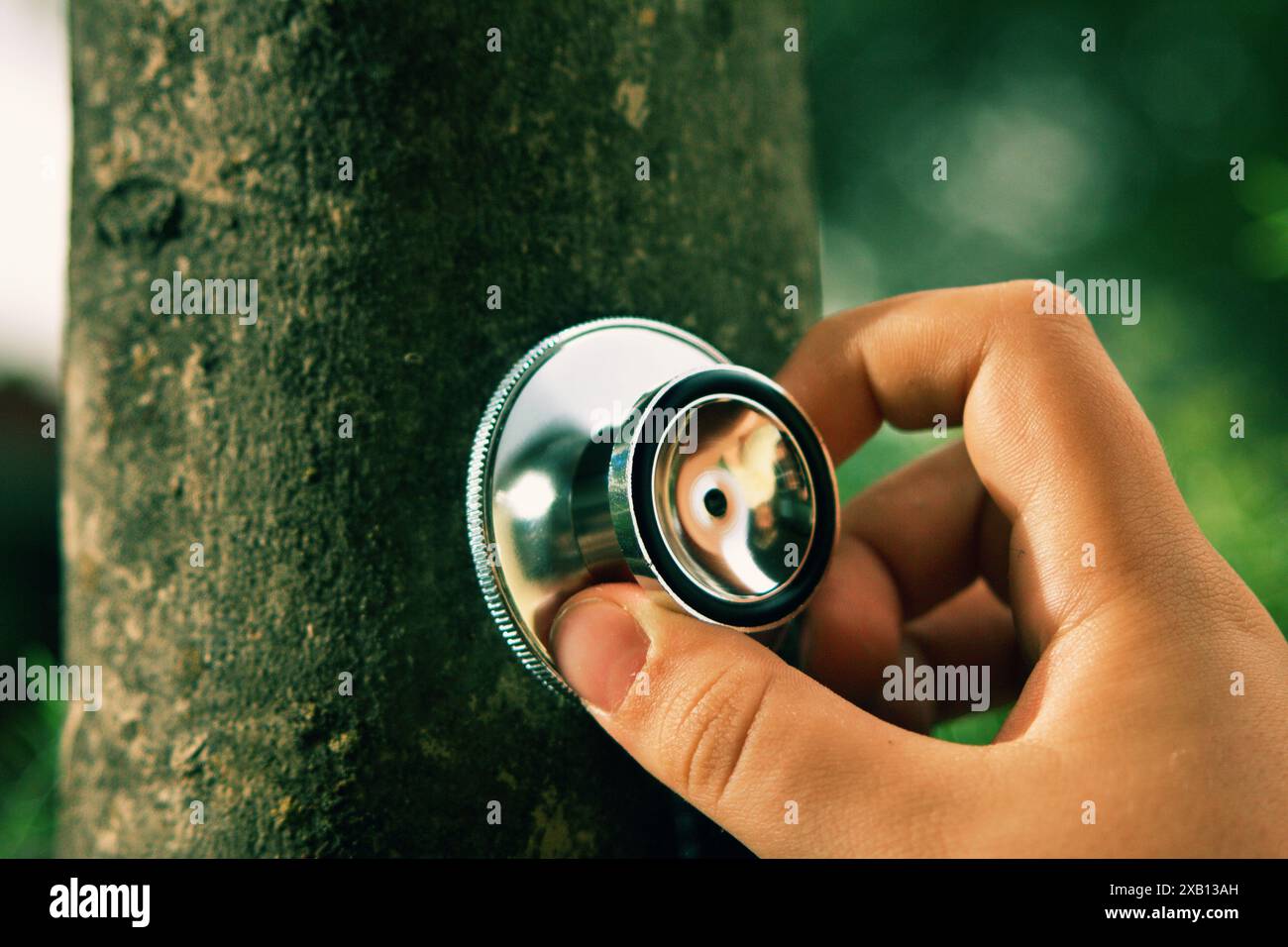 Checking health tree by stethoscope Stock Photo - Alamy