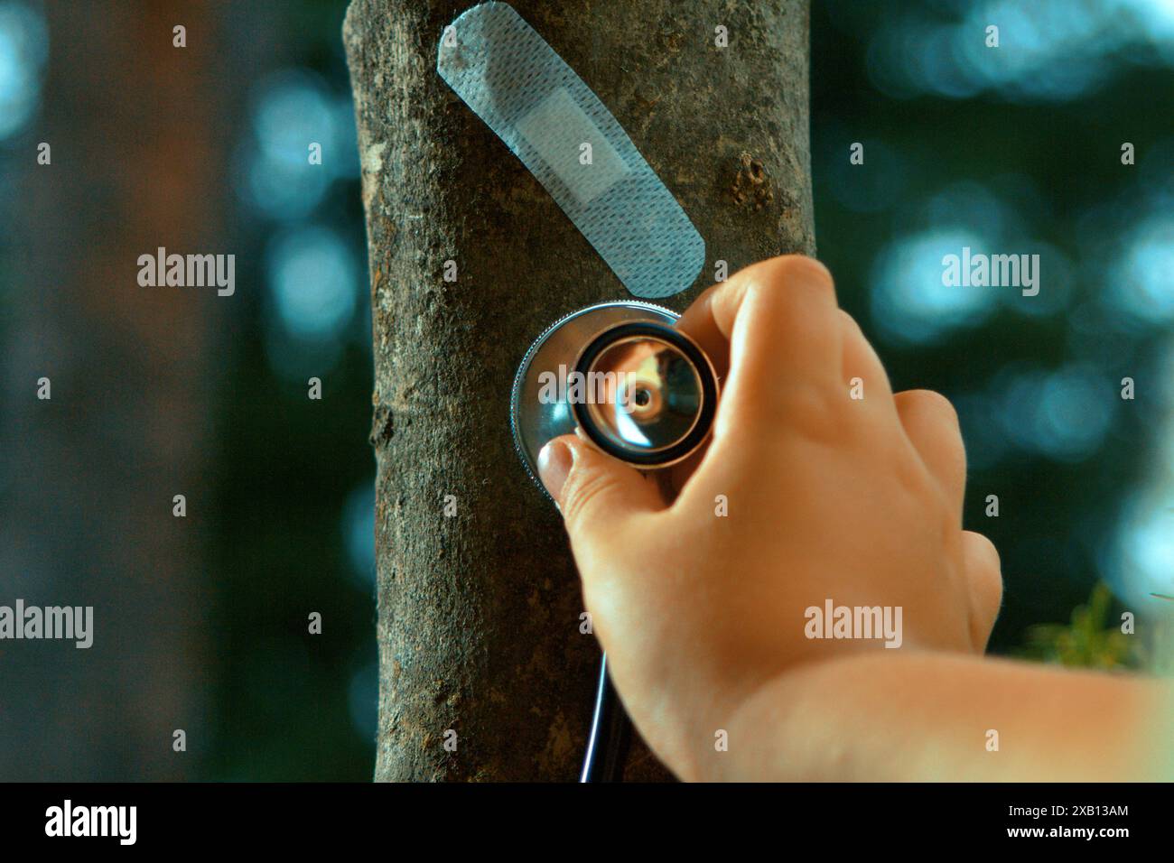Checking health tree by stethoscope with Band Aid on the bark of a tree ...