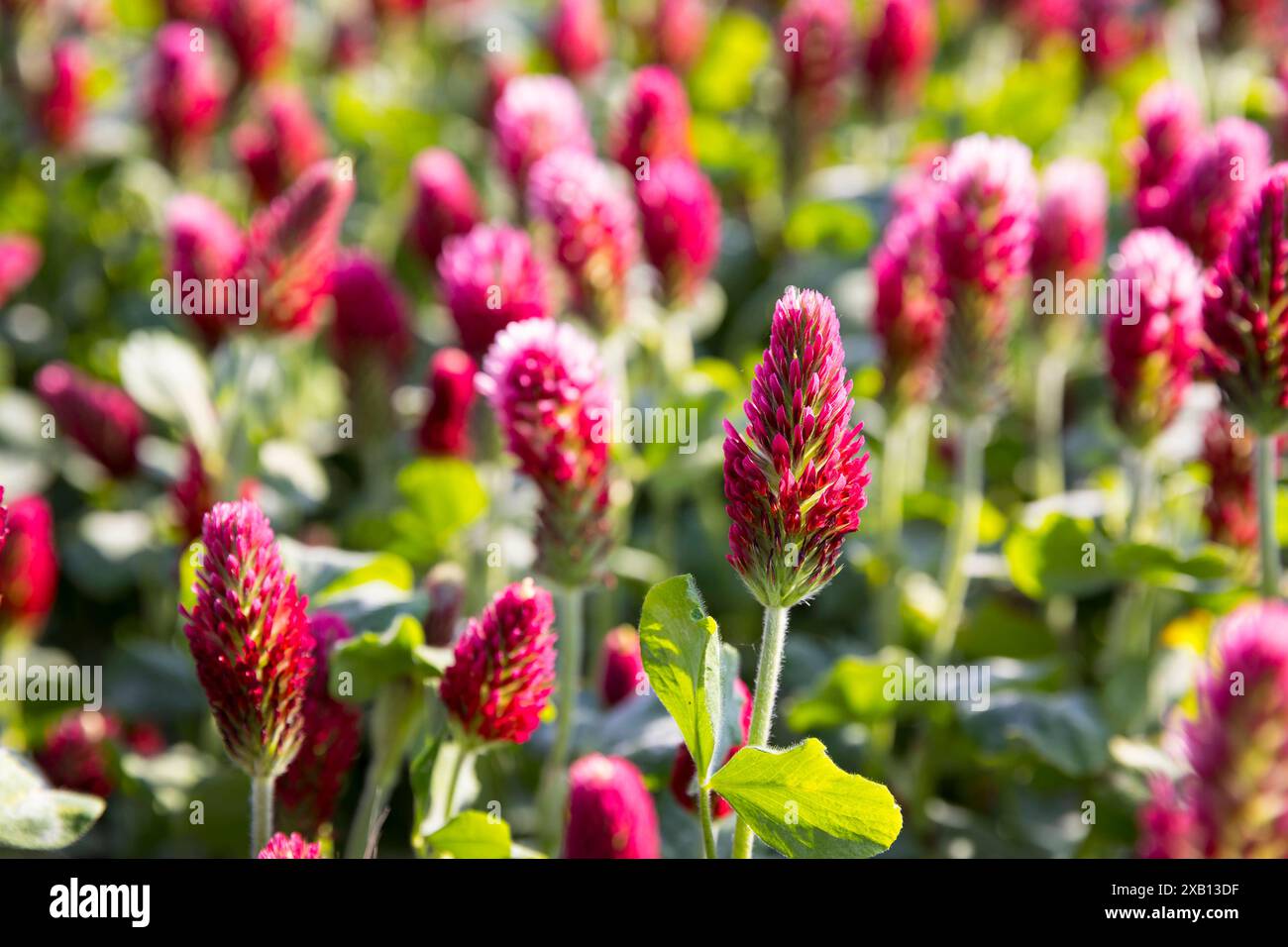 dunkelrot blüht der Inkarnat-Klee Trifolium incarnatum auf einem Feld ...