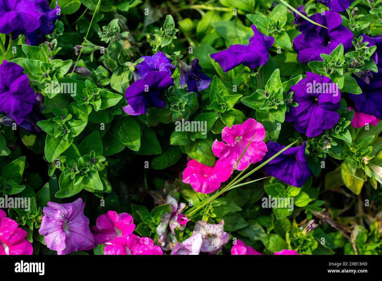 Petunia Supercascade is very large colored flowers cover bushy plants ...