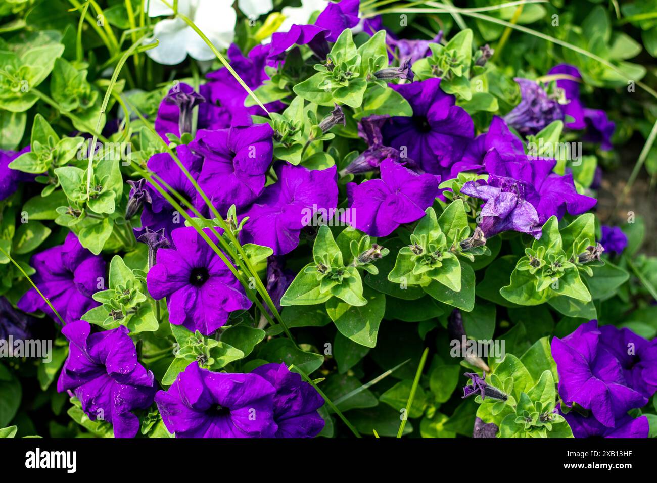 Petunia Cascading Blue is an exciting new trailing petunia with regal ...