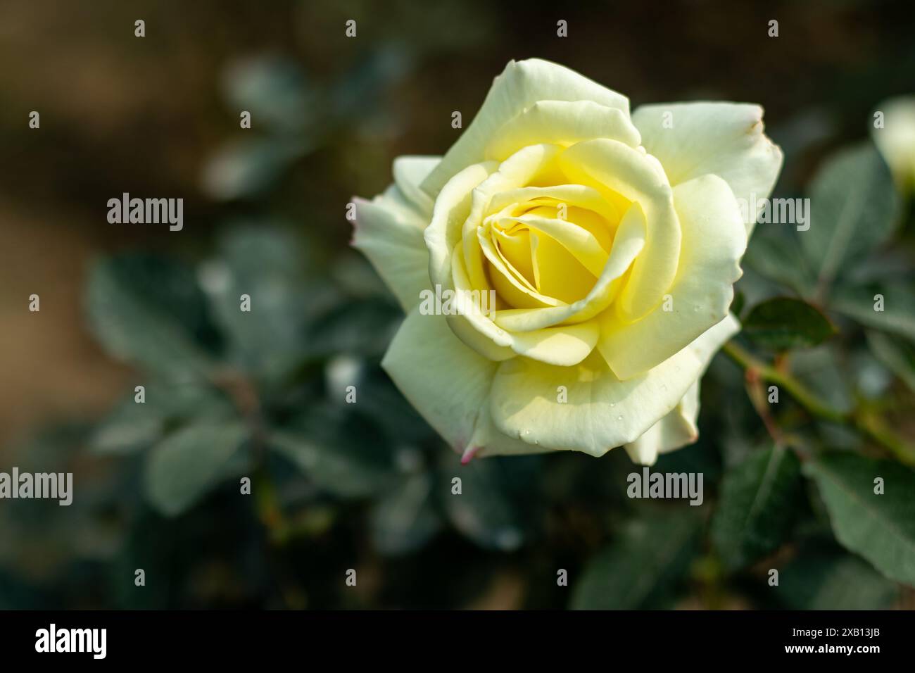 The most beautiful flower in the world is called the Rose. A rose is a ...