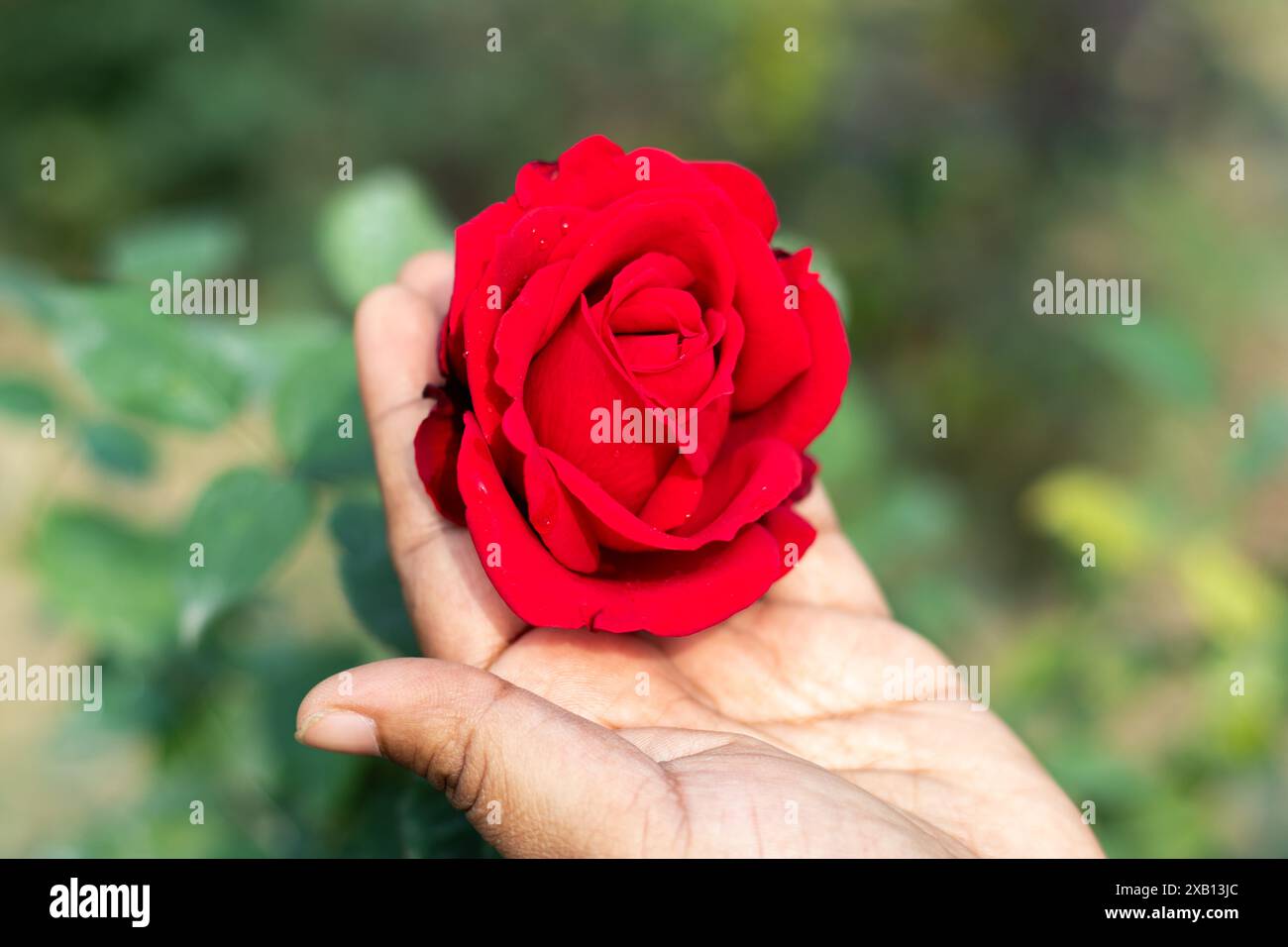 Rose is a symbol of love and passion. Roses come in a stunning array of ...