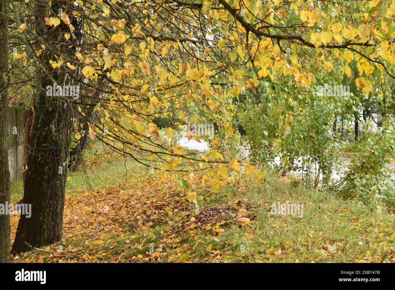 Autumn landscape. The picture shows a separate tree and its branch with ...