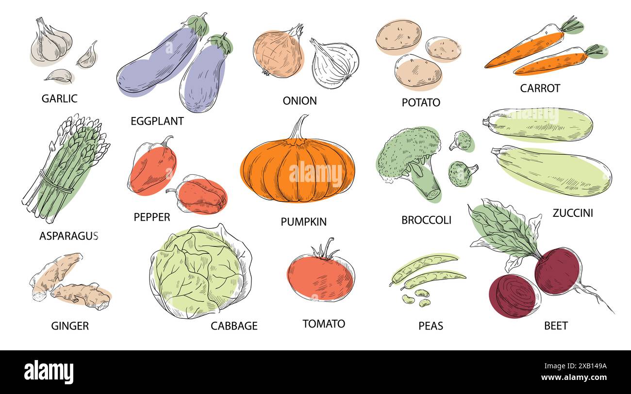 Vegetable drawing. Natural food. Fresh eggplant and cabbage. Raw ...