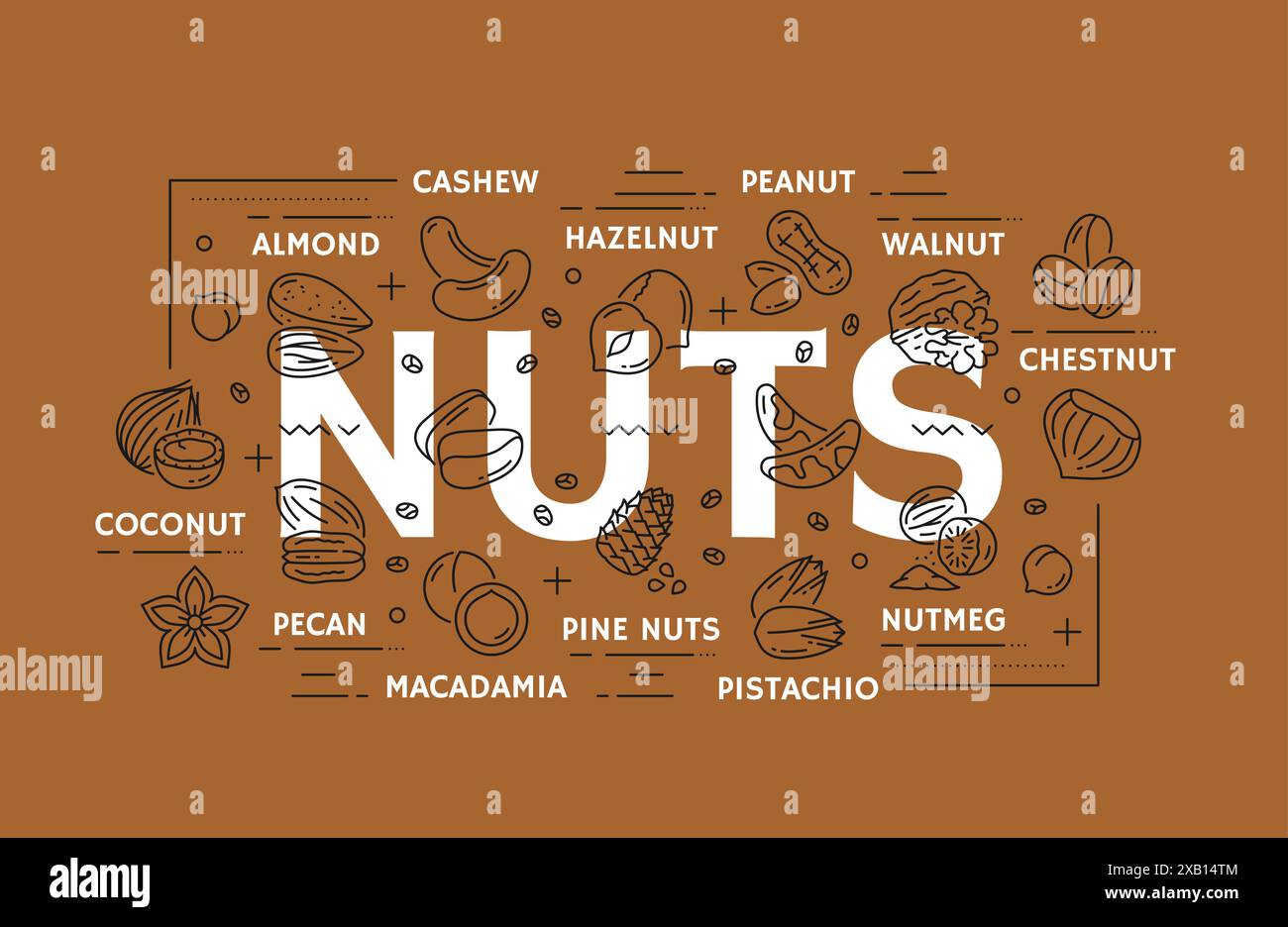 Line nuts, linear vector coconut, pecan, pine nuts or macadamia ...