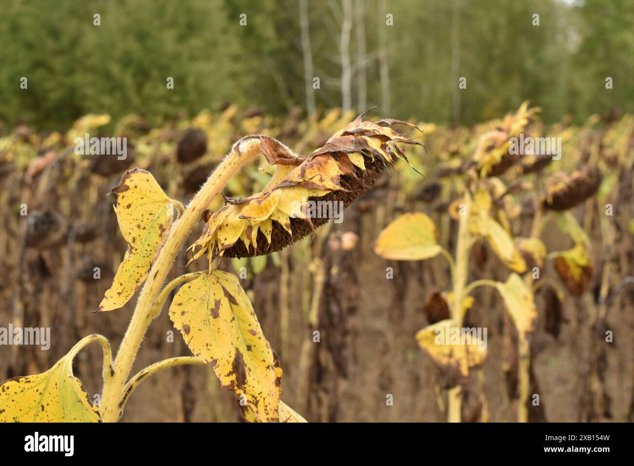 Dead sunflower field hi-res stock photography and images - Alamy