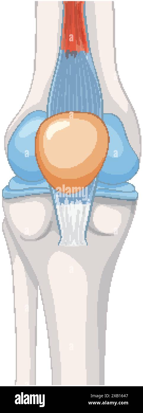 Knee biomechanics vector vectors hi-res stock photography and images ...