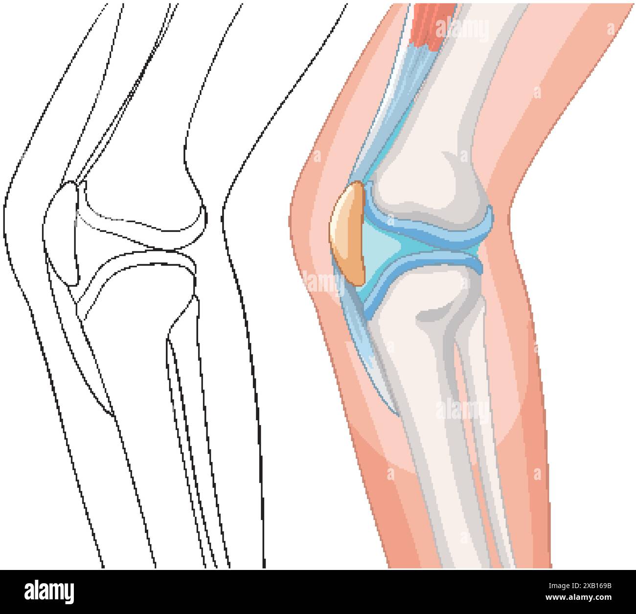 Detailed vector of knee joint structure Stock Vector Image & Art - Alamy