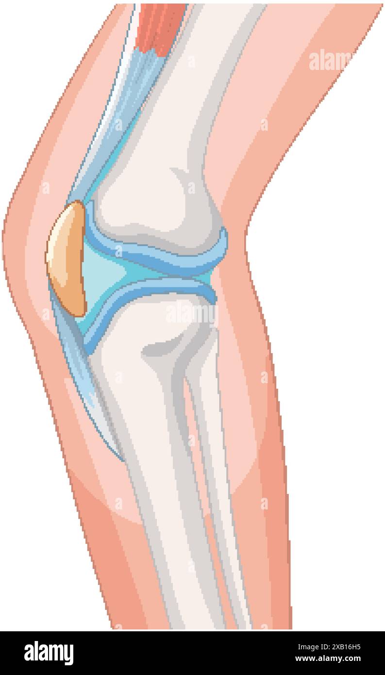 Detailed vector of knee joint structure Stock Vector Image & Art - Alamy