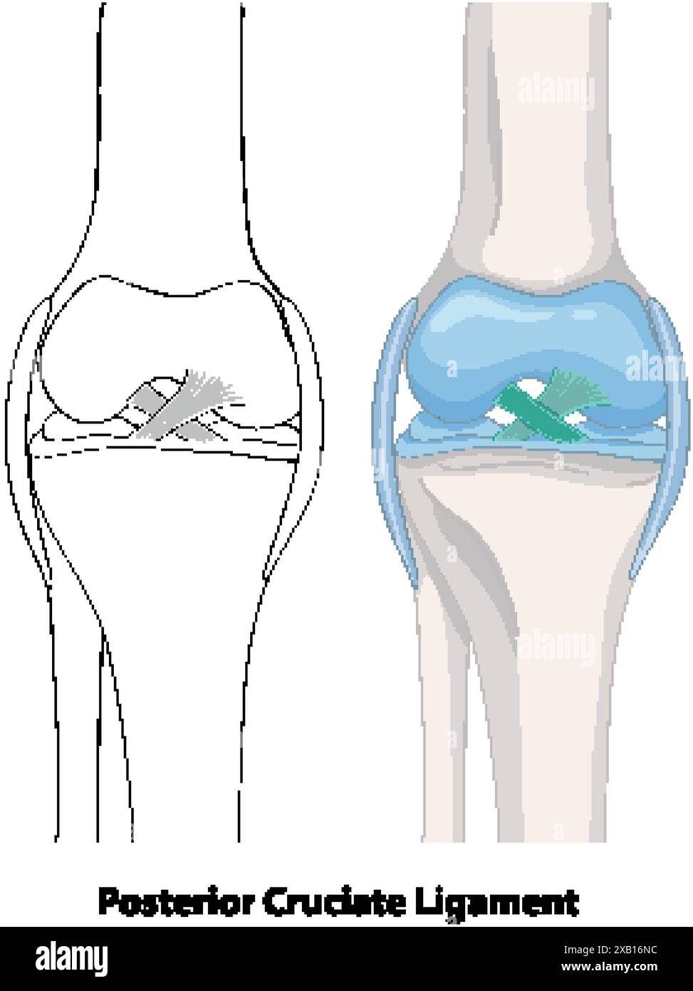 Detailed illustration of knee ligament structure Stock Vector Image ...