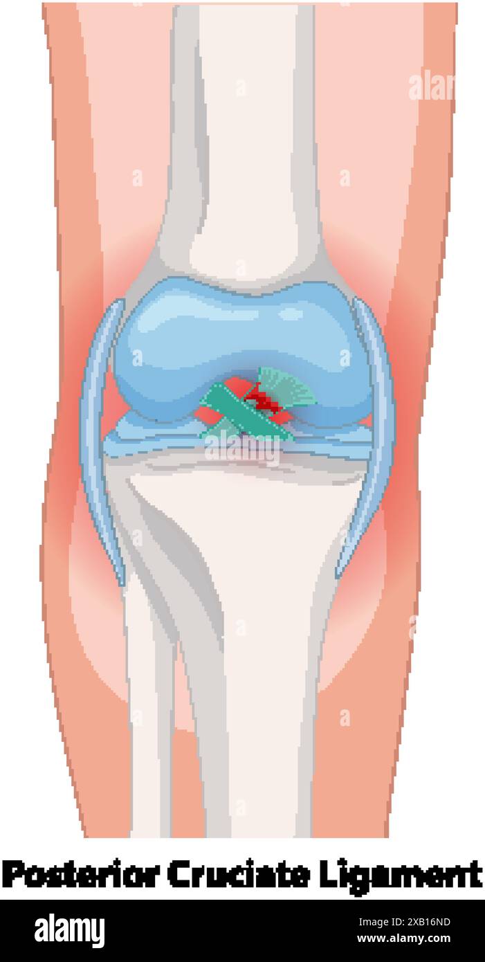 Detailed illustration of knee joint ligaments Stock Vector Image & Art ...