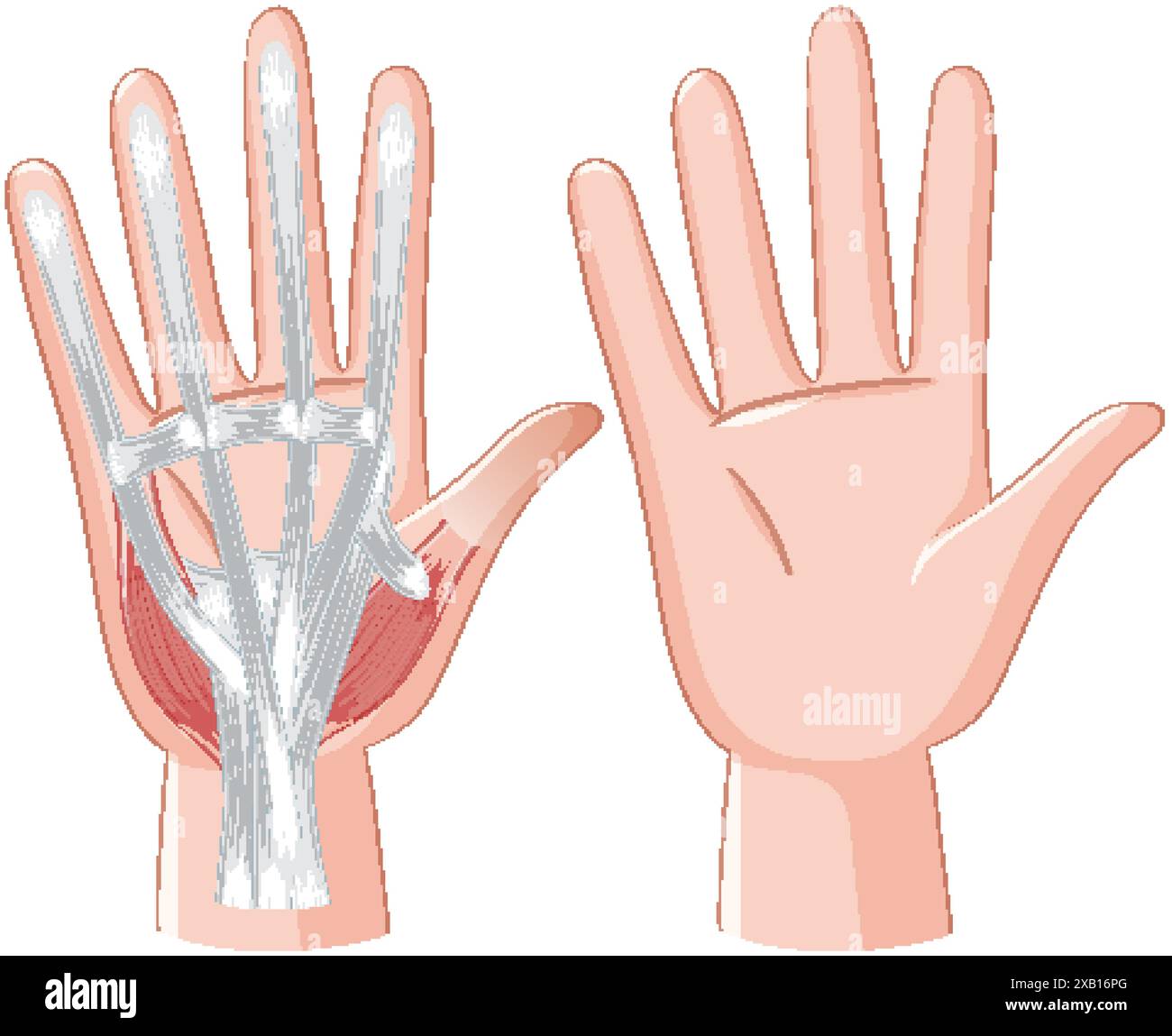 Detailed illustration of hand muscles and tendons Stock Vector Image ...