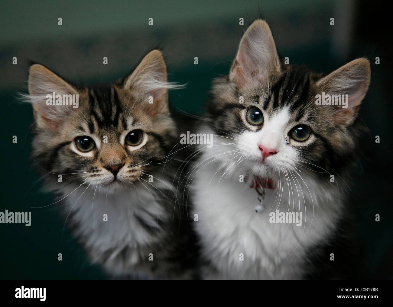 Pet microchip uk hi-res stock photography and images - Alamy