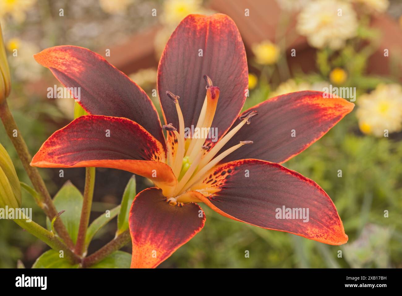 Lilium asiatic forever susan hi-res stock photography and images - Alamy
