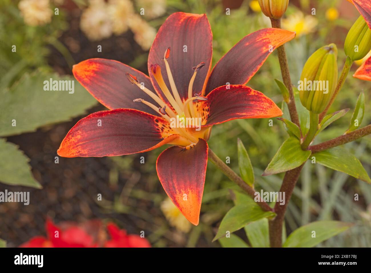 Lily forever susan hi-res stock photography and images - Alamy