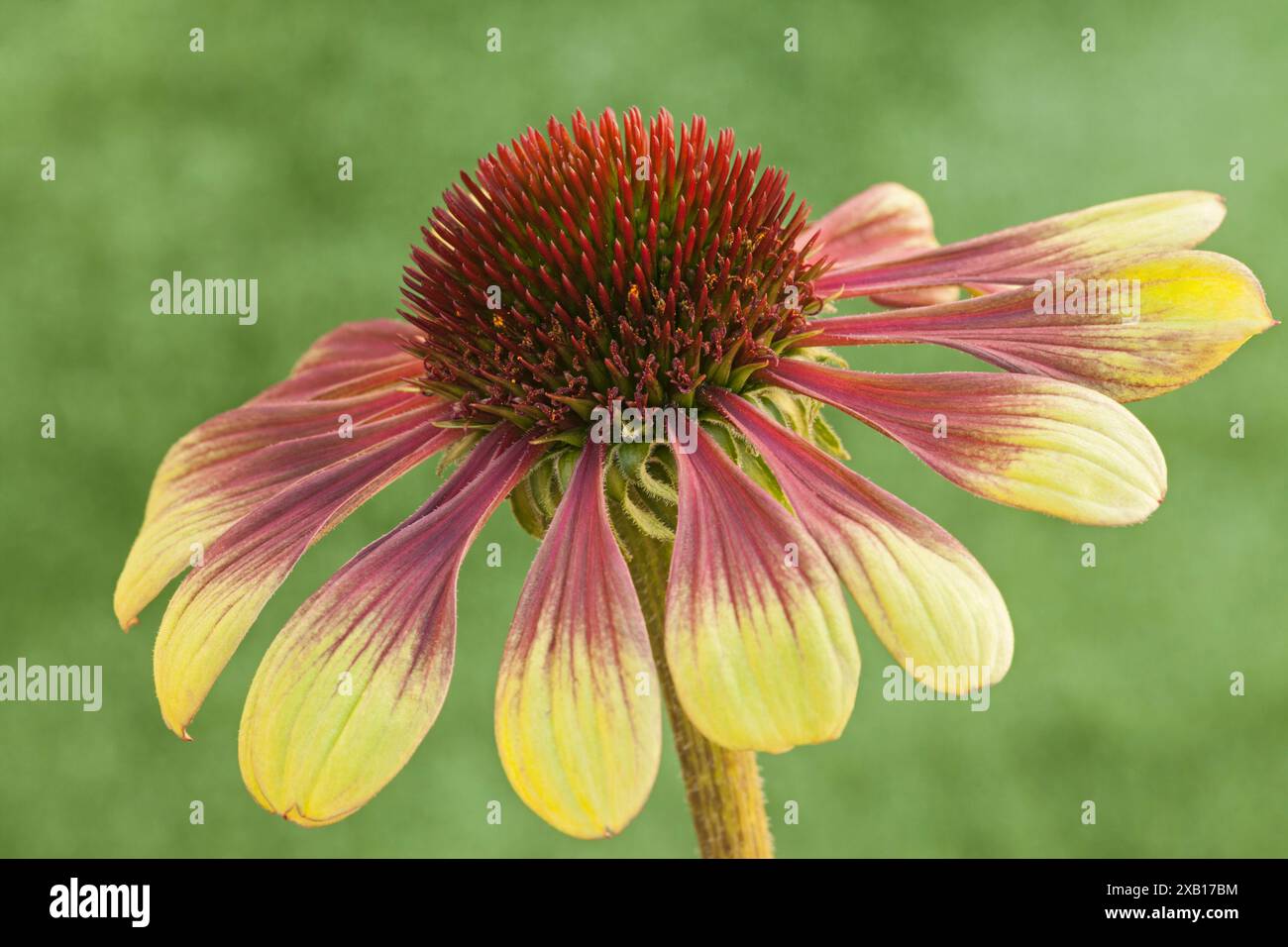 Echinacea "Green Twister", Coneflower Stock Photo - Alamy