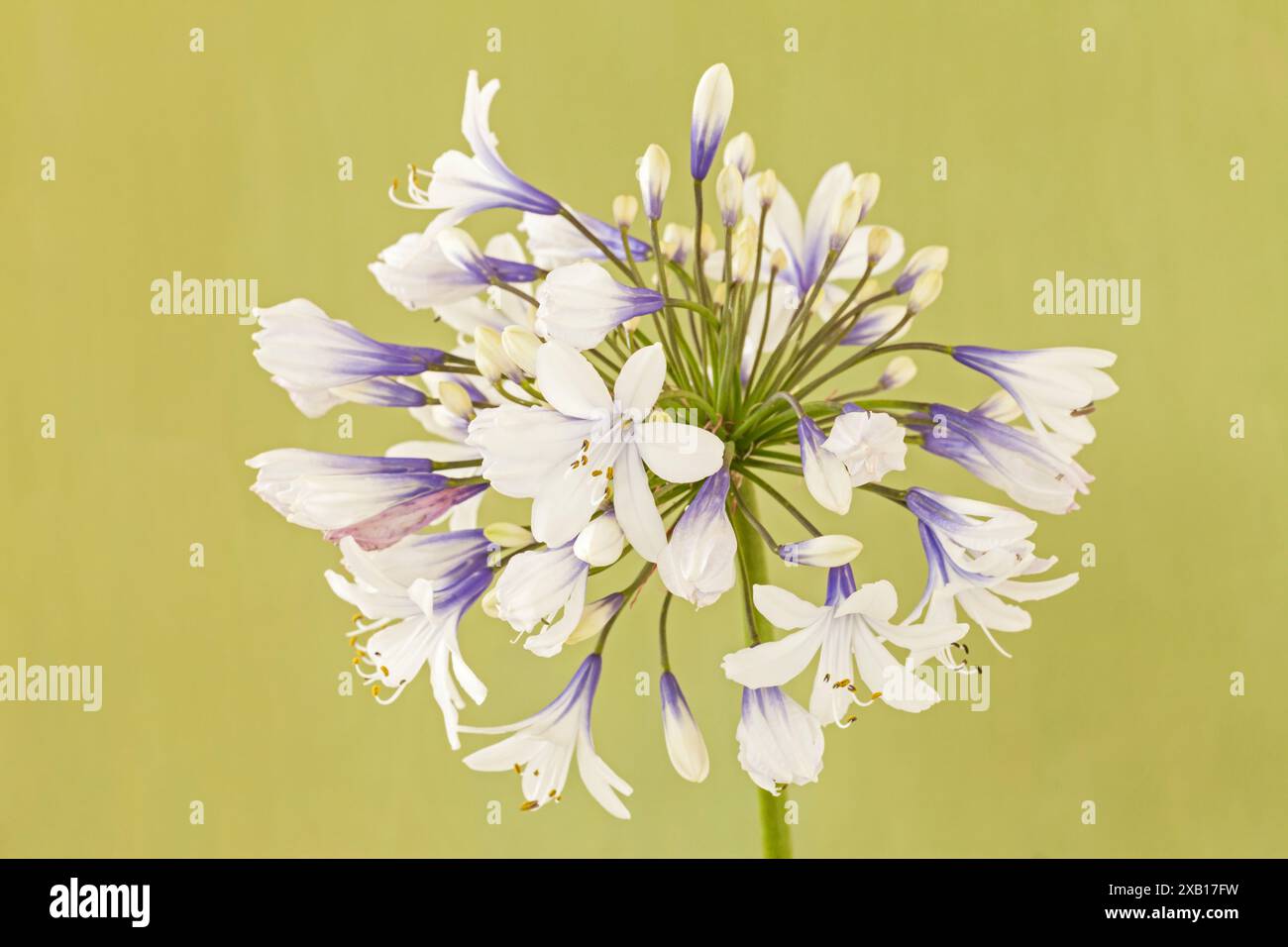 African lily landscape hi-res stock photography and images - Alamy