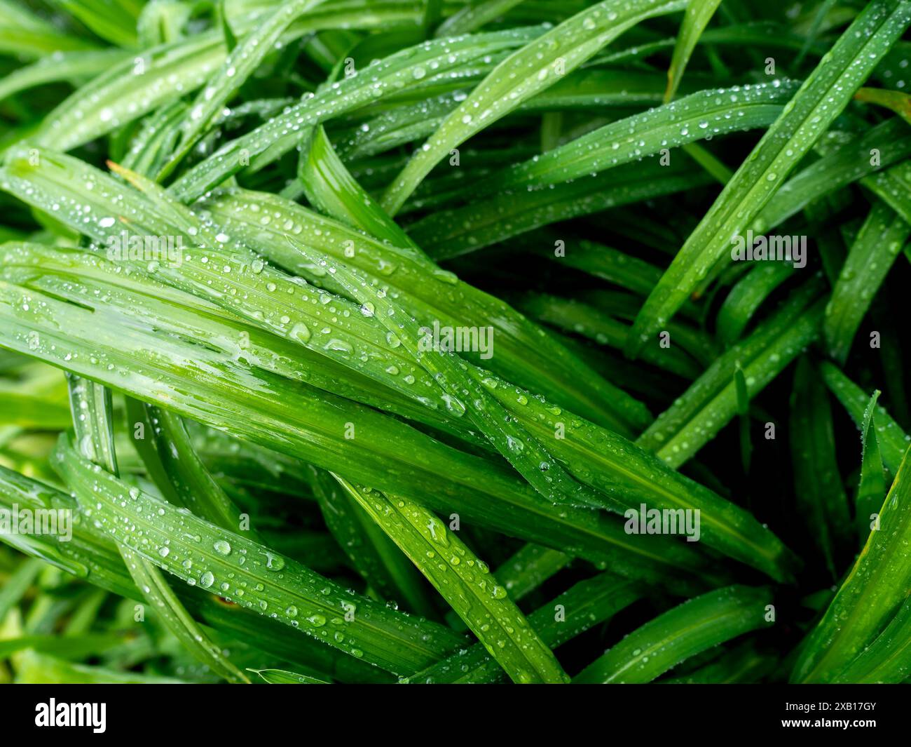 Green background, fresh green grass blades covered in dew drops ...