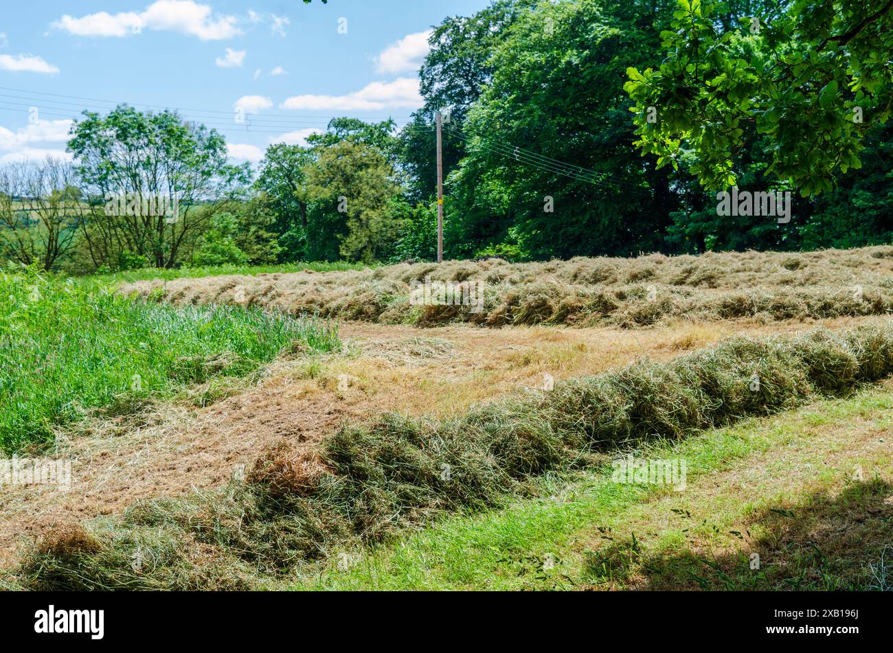 Cut grass in a field waiting for collection ready to make into silage ...
