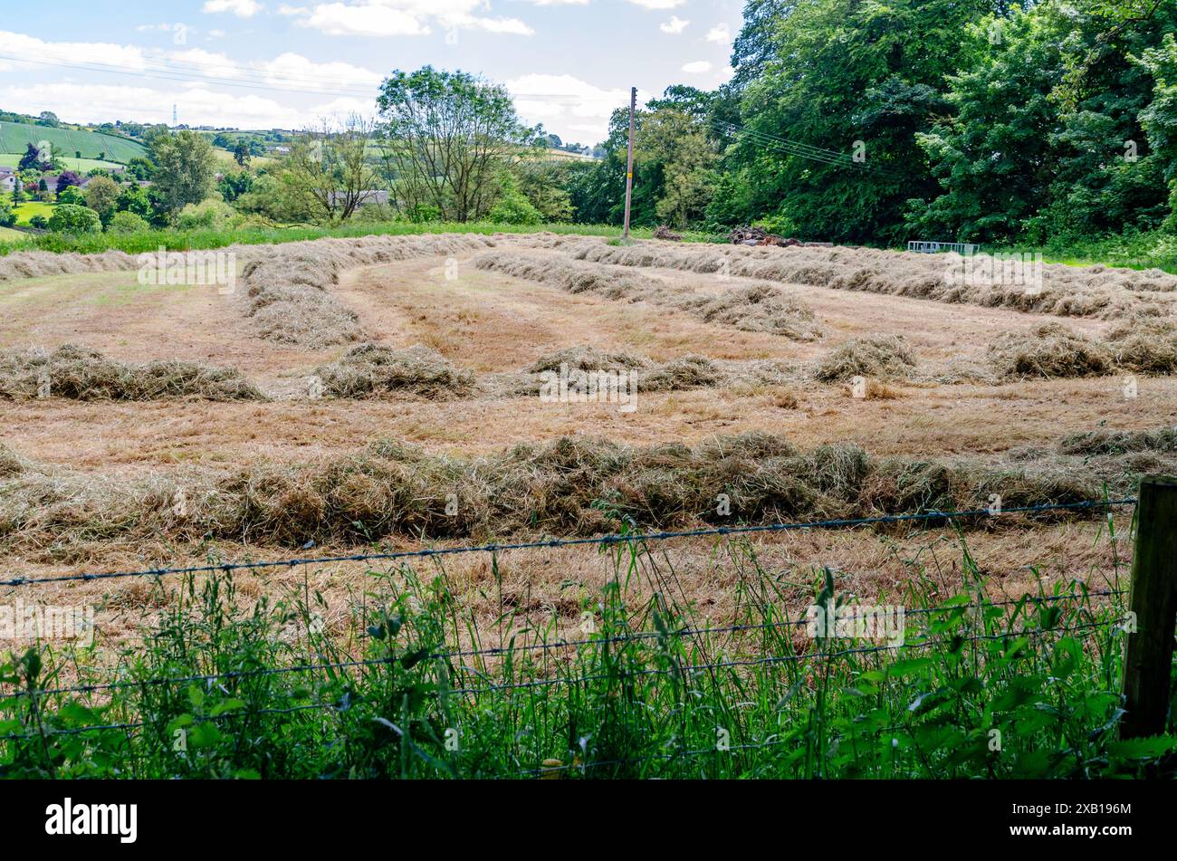 Cut grass in a field waiting for collection ready to make into silage ...