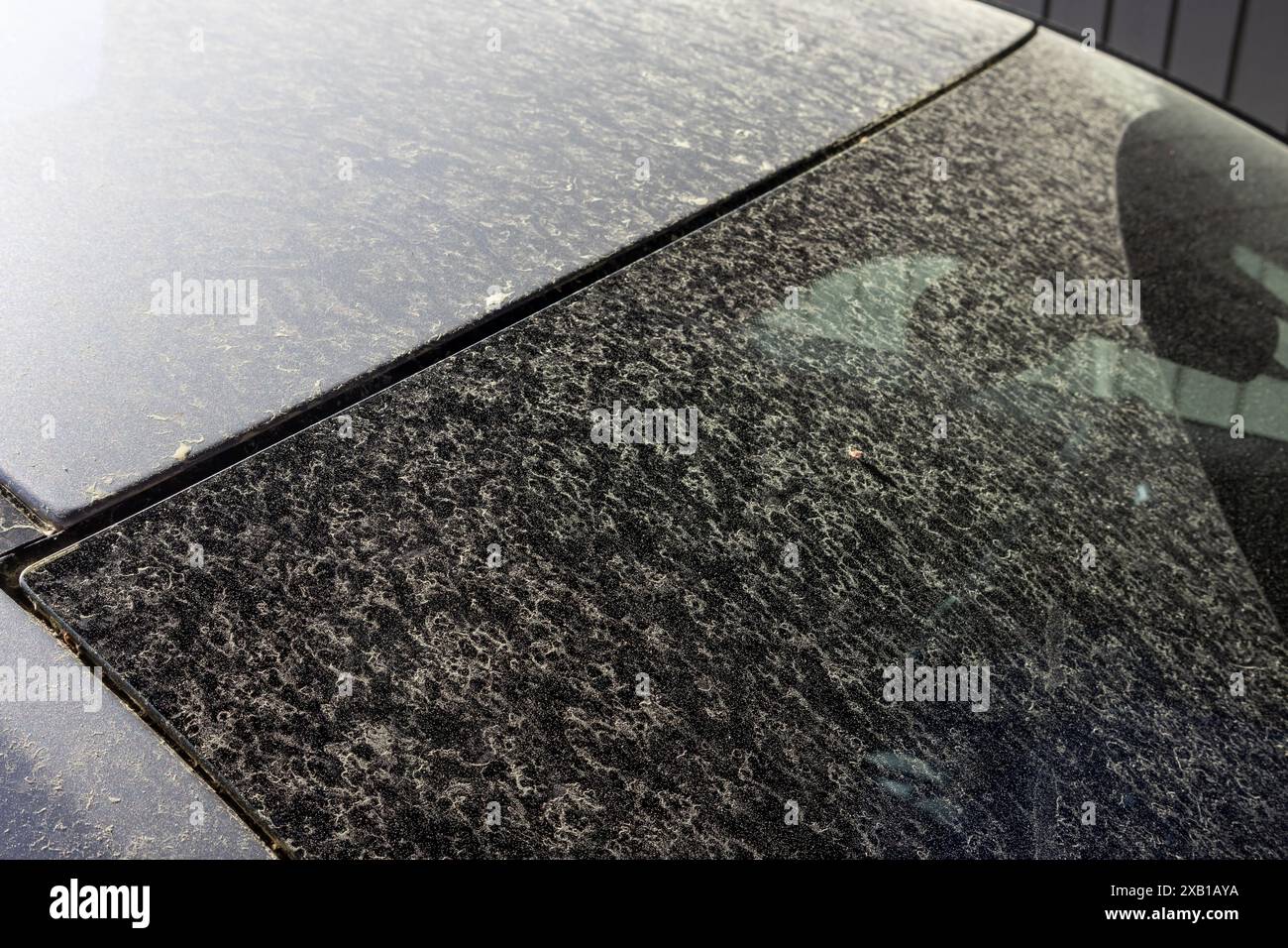 Yellow pollen grains layer on car windscreen Stock Photo - Alamy