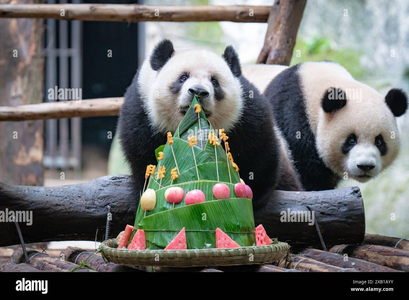 CHONGQING, CHINA - JUNE 10, 2024 - Giant pandas Xing Xing and Chen Chen ...