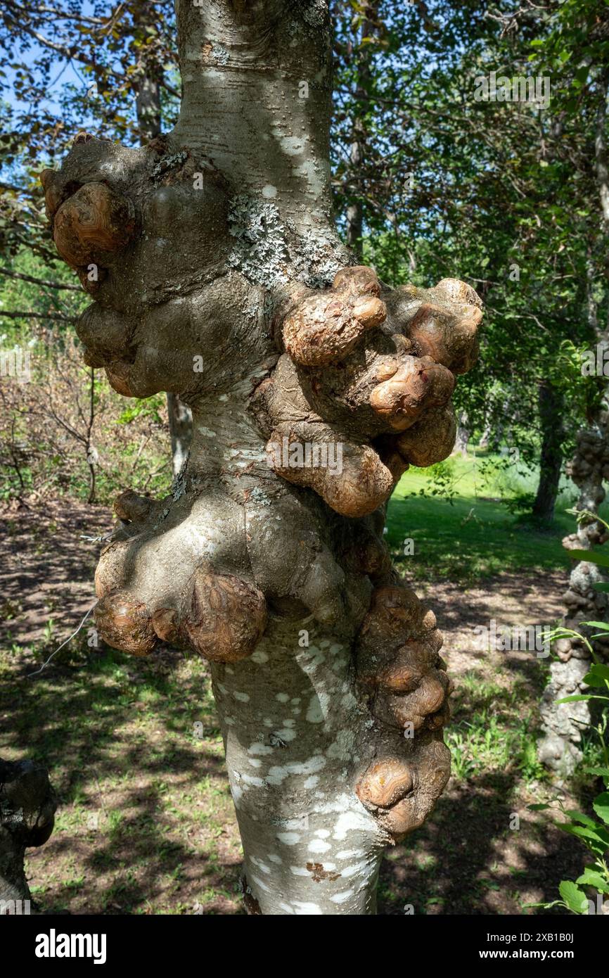 Alnus incana f. Sääksmäki, the grey alder tree trunk with lumps Stock ...