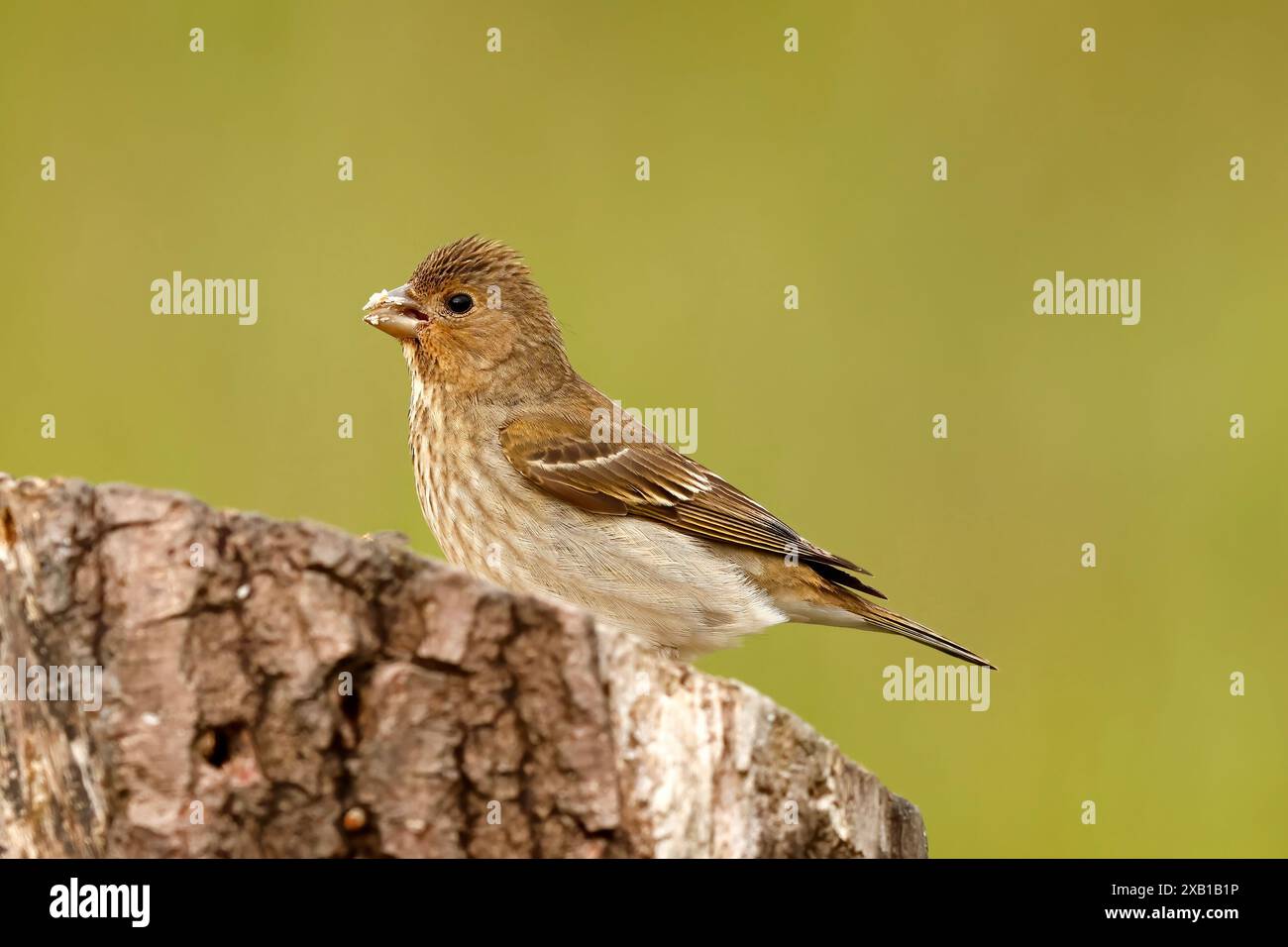 Pale rosefinch hi-res stock photography and images - Alamy