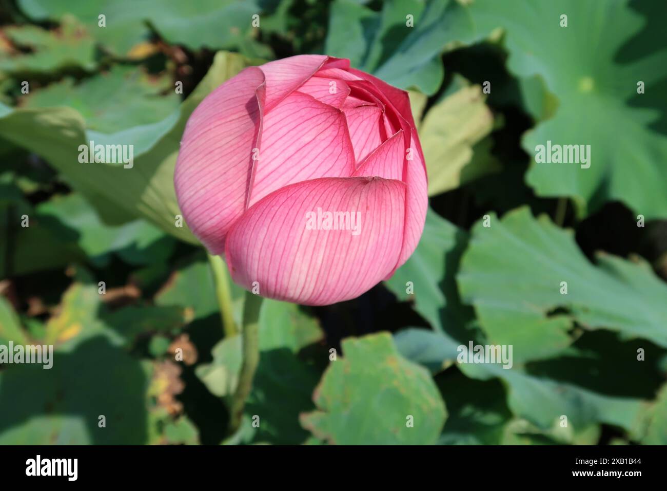 Before blooming hi-res stock photography and images - Alamy